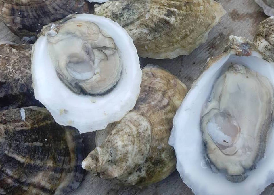 Eastern Species Oysters - Oysterater