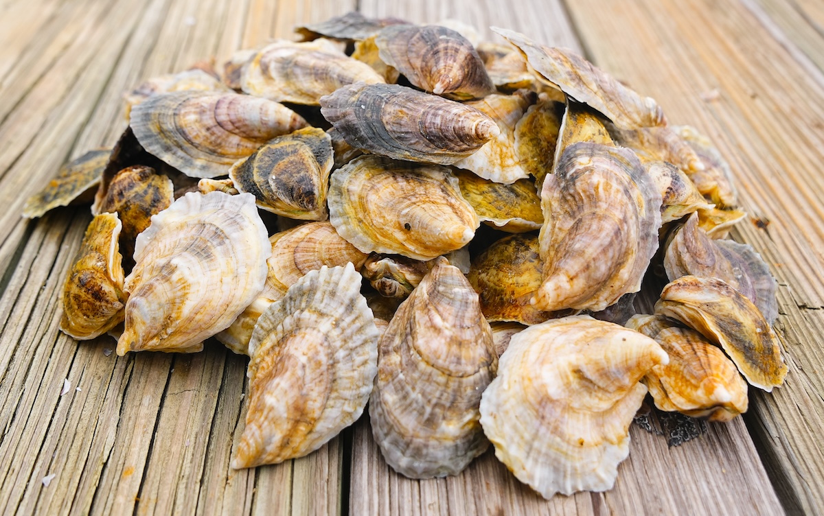 Eastern Species Oysters - Oysterater