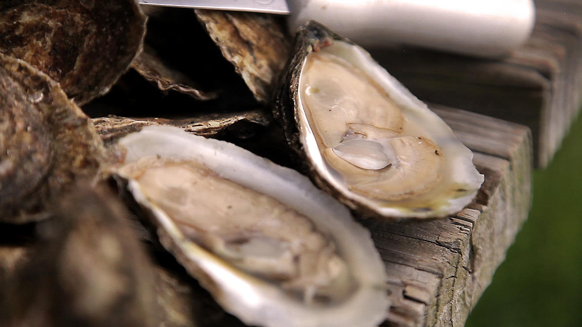 Eastern Species Oysters - Oysterater