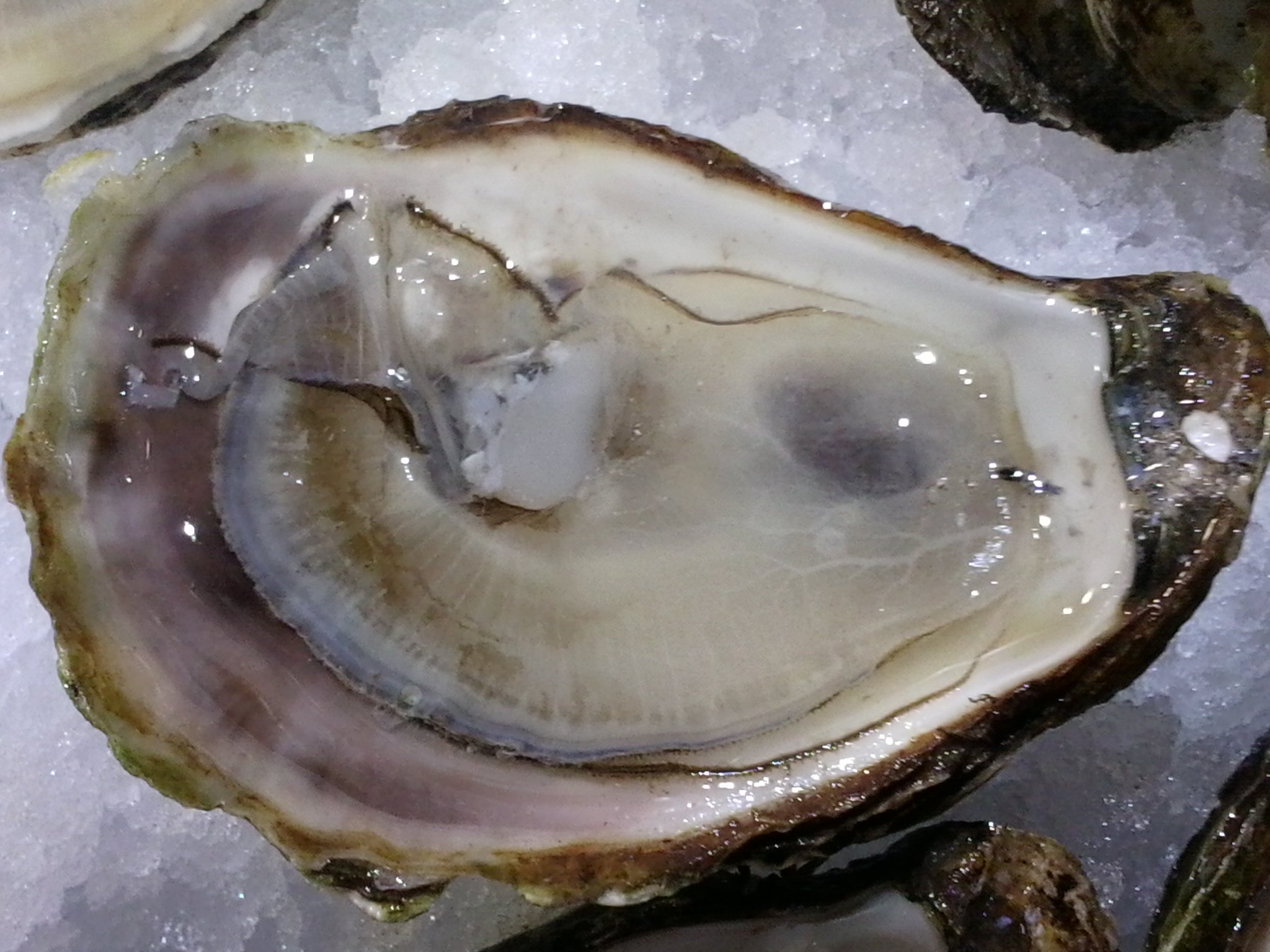 Eastern Species Oysters - Oysterater